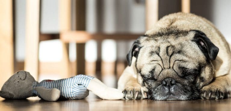 Dog Toy Prices: How Much Toys Really Cost | Ayo Pets