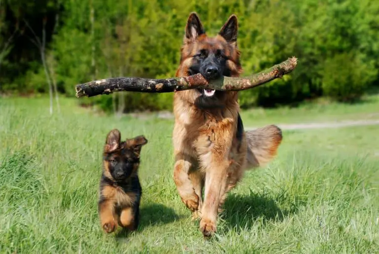 21 Dog Breeds That Love Playing Fetch | Ayo Pets