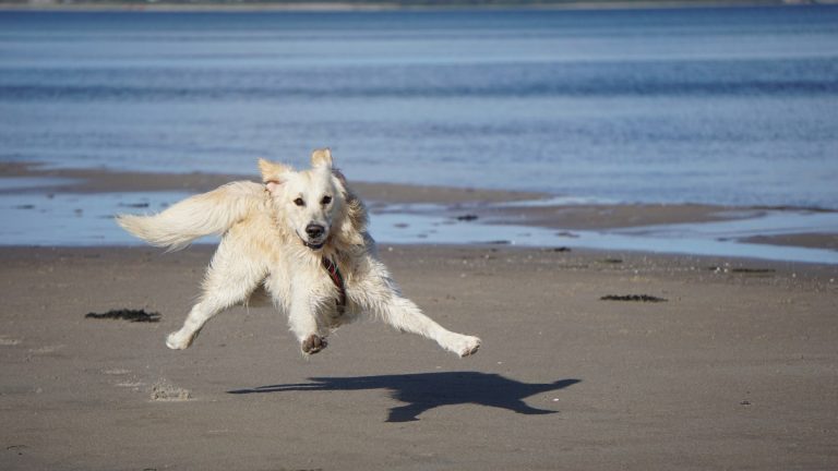 21 Dog Breeds That Love Playing Fetch | Ayo Pets