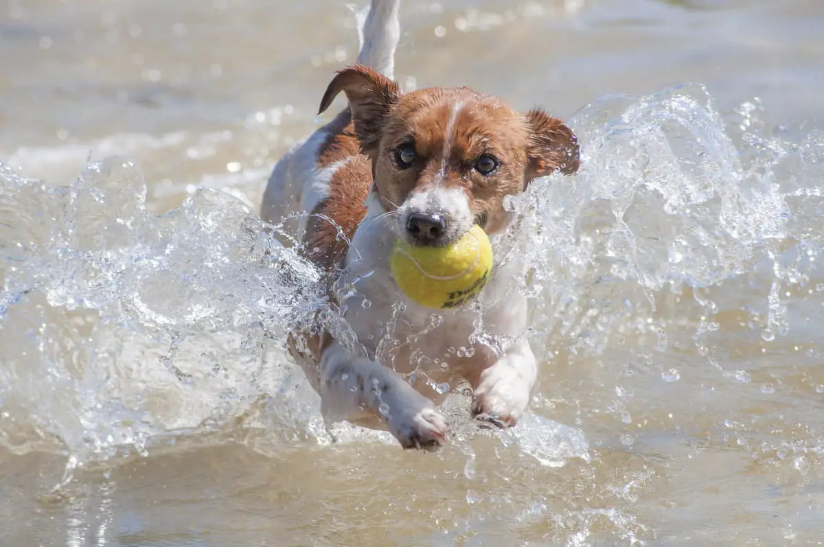 21 Dog Breeds That Love Playing Fetch | Ayo Pets