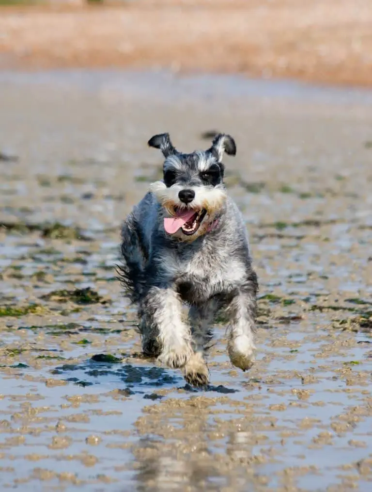 21 Dog Breeds That Love Playing Fetch | Ayo Pets