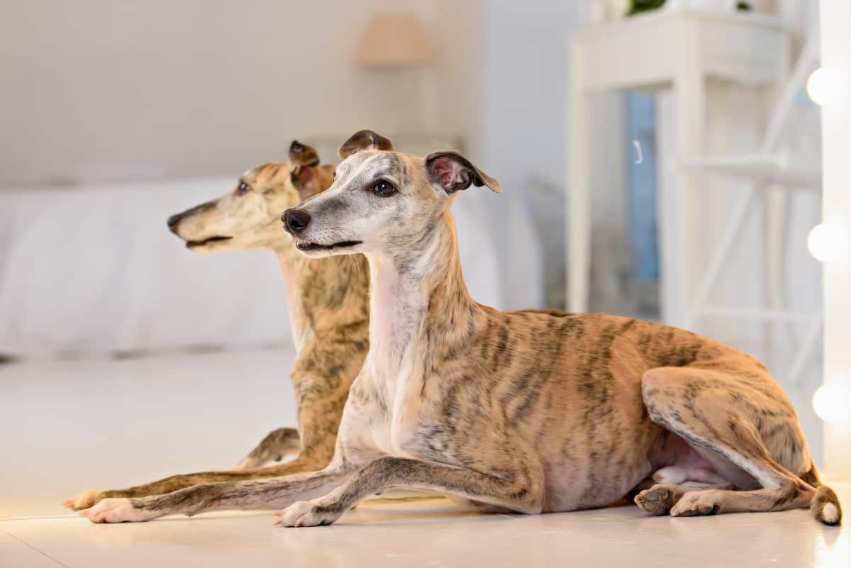 21 Dog Breeds That Love Playing Fetch | Ayo Pets