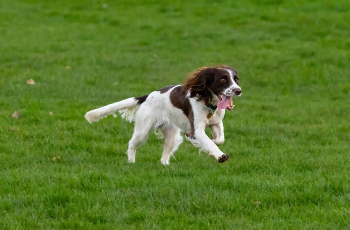 21 Dog Breeds That Love Playing Fetch | Ayo Pets