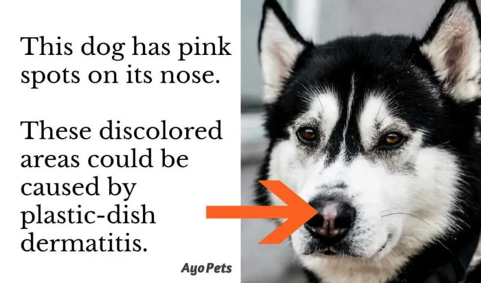 What Is A Double Merle Dog And How To Tell If You Have One | Ayo Pets